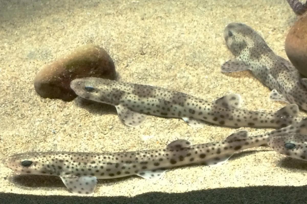 24 REQUINS en MÉDITERRANÉE - Noms d'ESPÈCES et PHOTOS