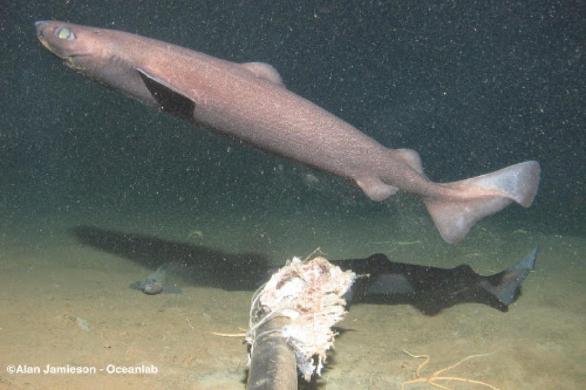 24 REQUINS en MÉDITERRANÉE - Noms d'ESPÈCES et PHOTOS
