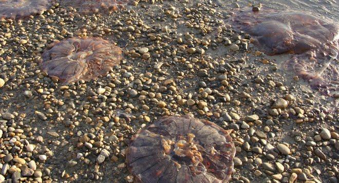 Reproduction d'une méduse - Tout SAVOIR