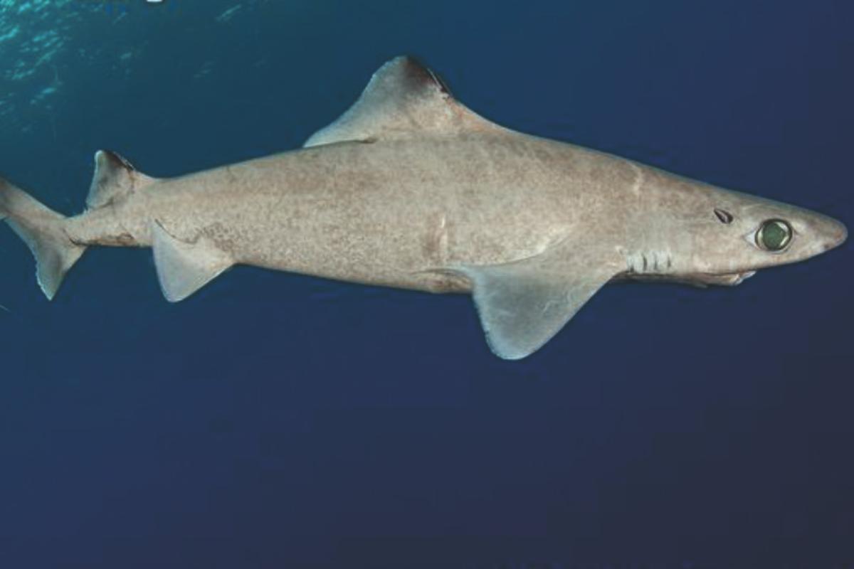 24 REQUINS en MÉDITERRANÉE - Noms d'ESPÈCES et PHOTOS