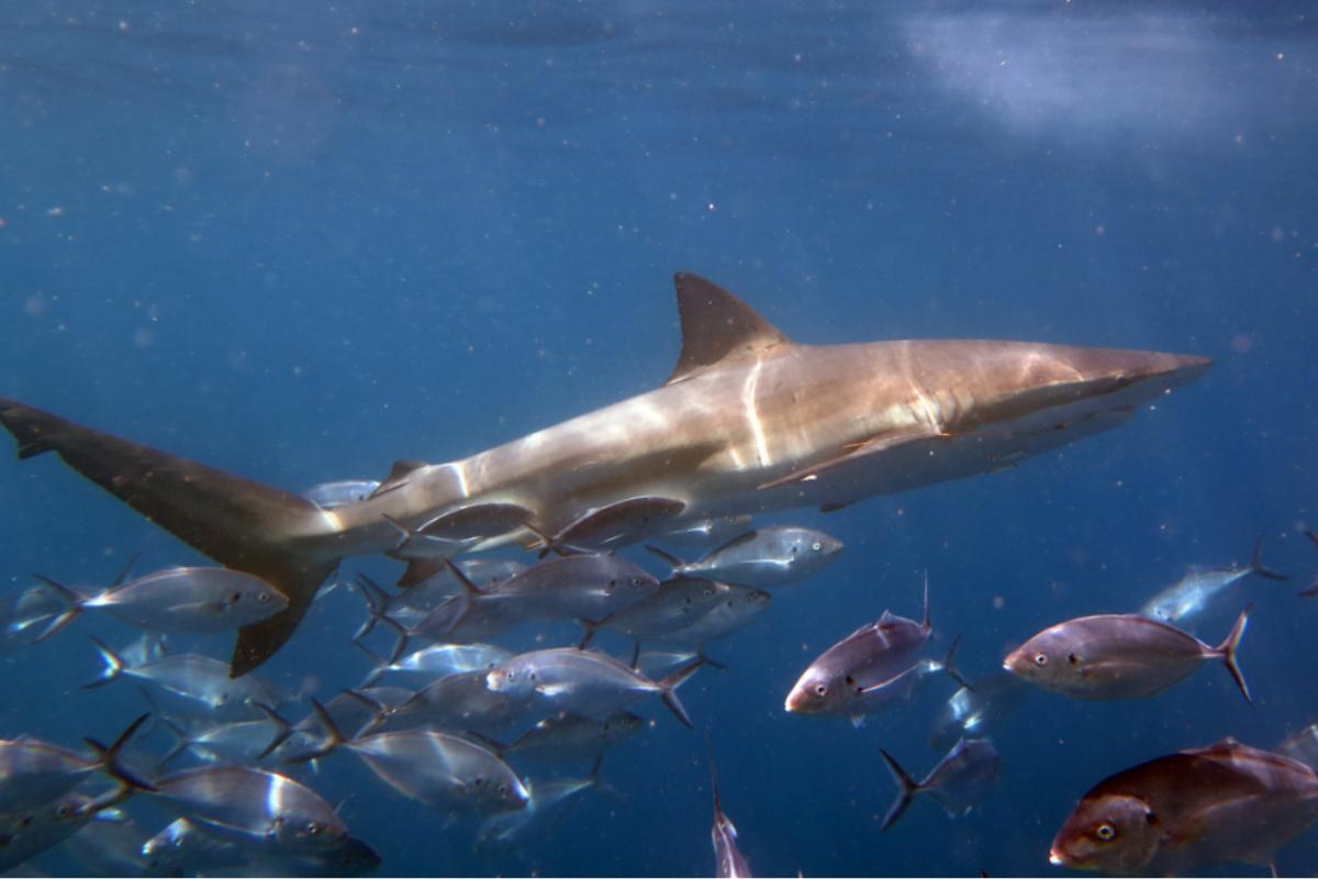 24 REQUINS en MÉDITERRANÉE - Noms d'ESPÈCES et PHOTOS