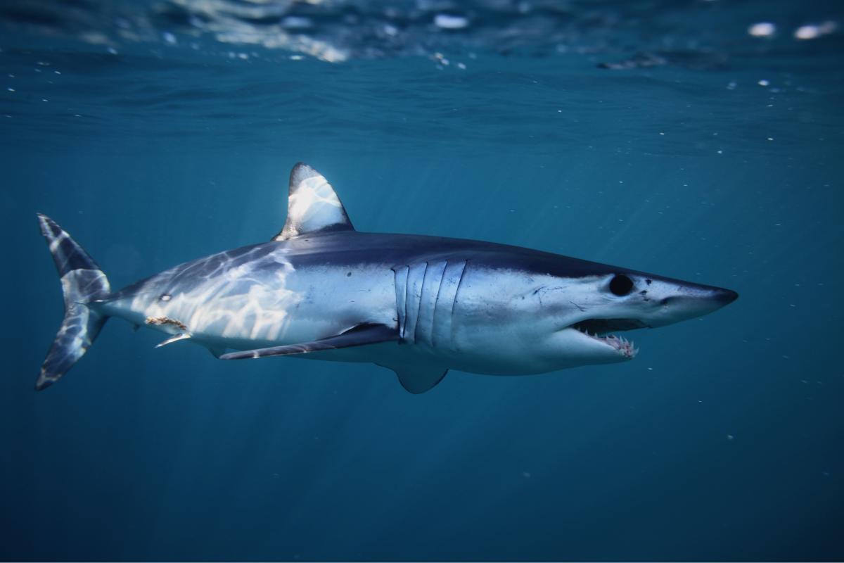24 REQUINS en MÉDITERRANÉE - Noms d'ESPÈCES et PHOTOS
