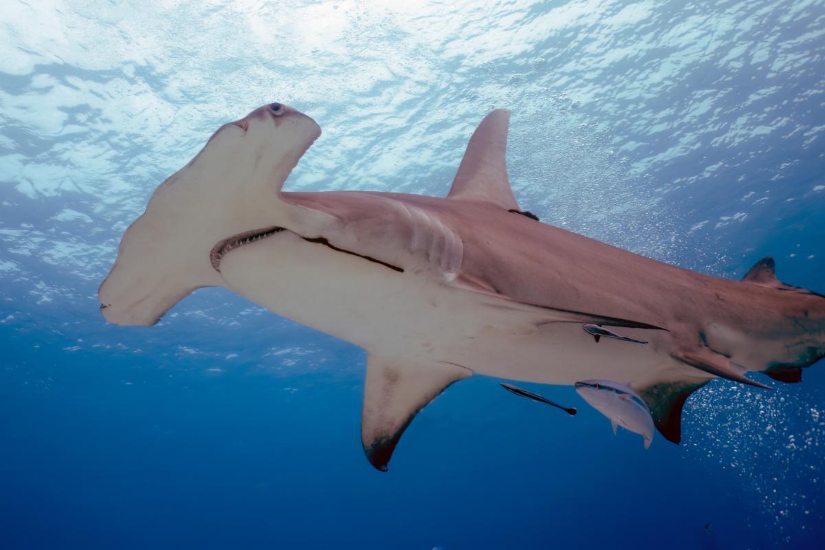 24 REQUINS en MÉDITERRANÉE - Noms d'ESPÈCES et PHOTOS