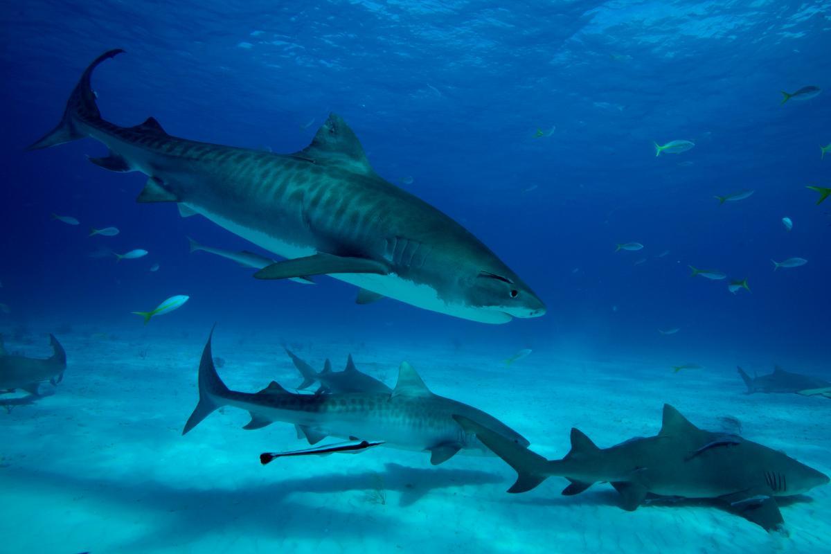 24 REQUINS en MÉDITERRANÉE - Noms d'ESPÈCES et PHOTOS