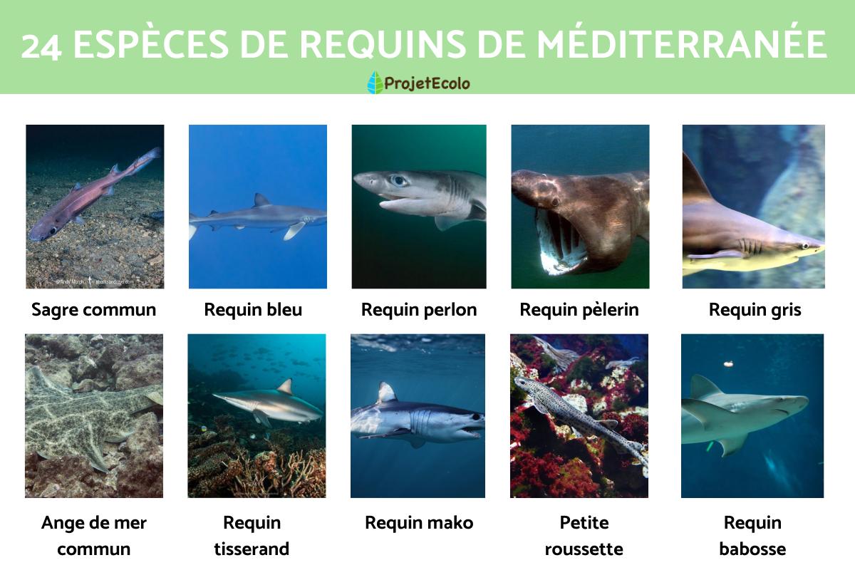 24 REQUINS en MÉDITERRANÉE - Noms d'ESPÈCES et PHOTOS