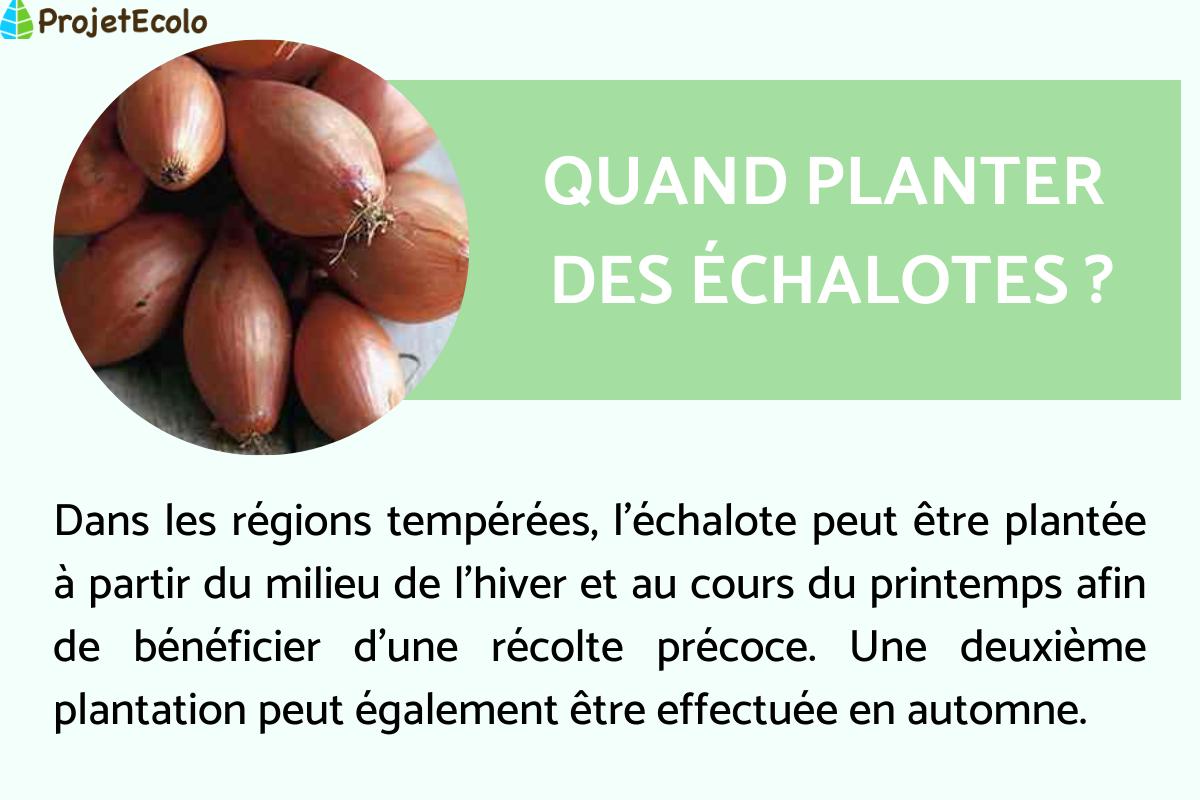 Comment PLANTER des ÉCHALOTES