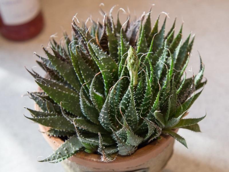 ALOE ARISTATA : ENTRETIEN BASIQUE - GUIDE PRATIQUE