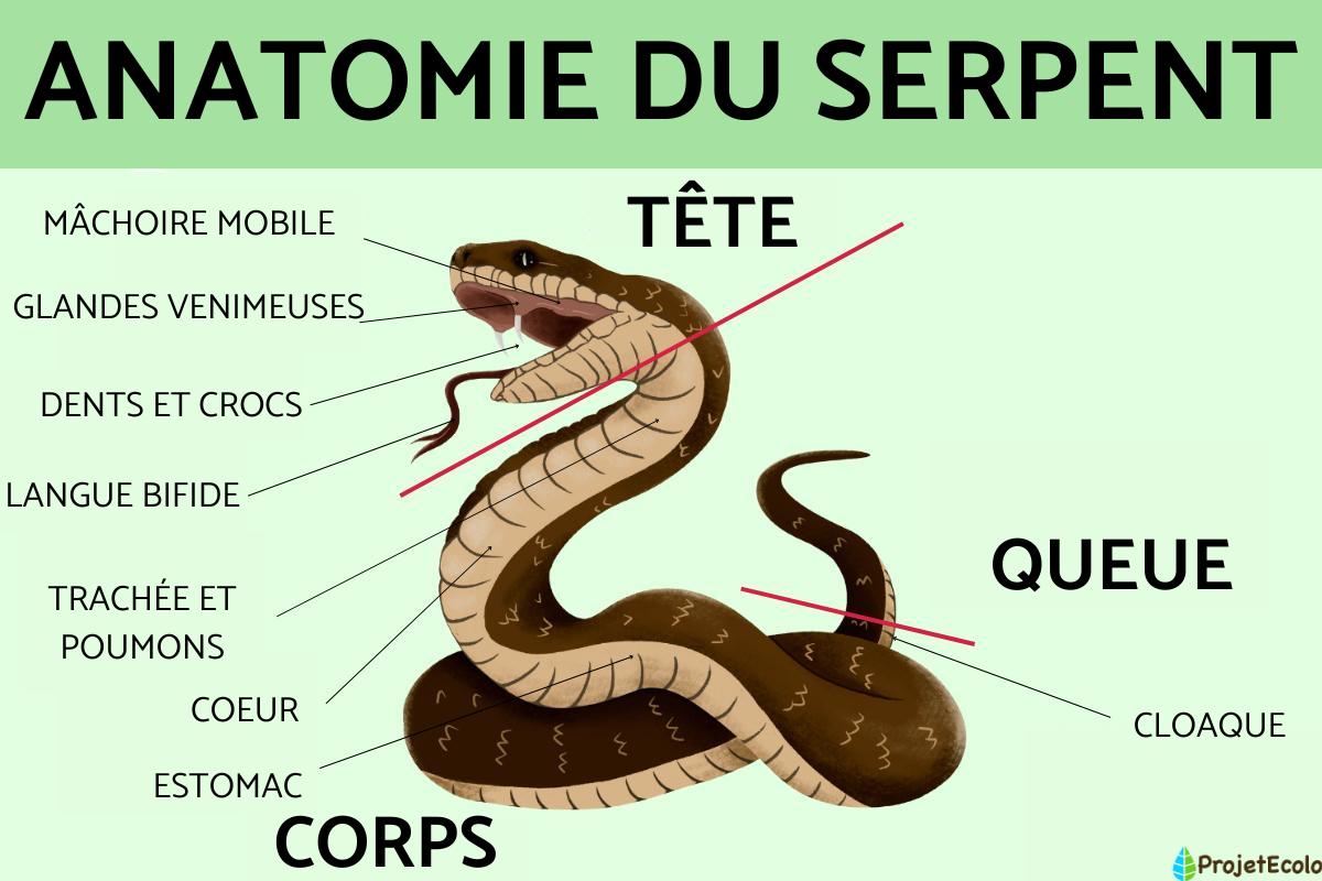 Anatomie du serpent