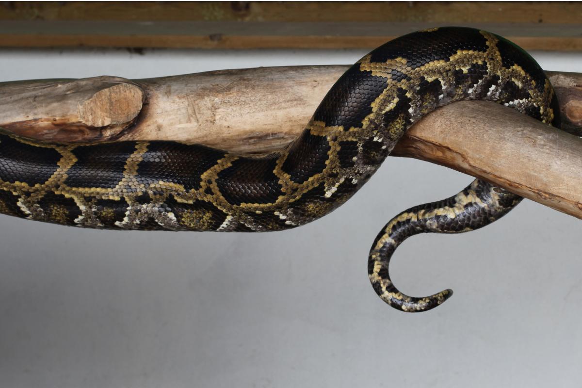 Anatomie du serpent