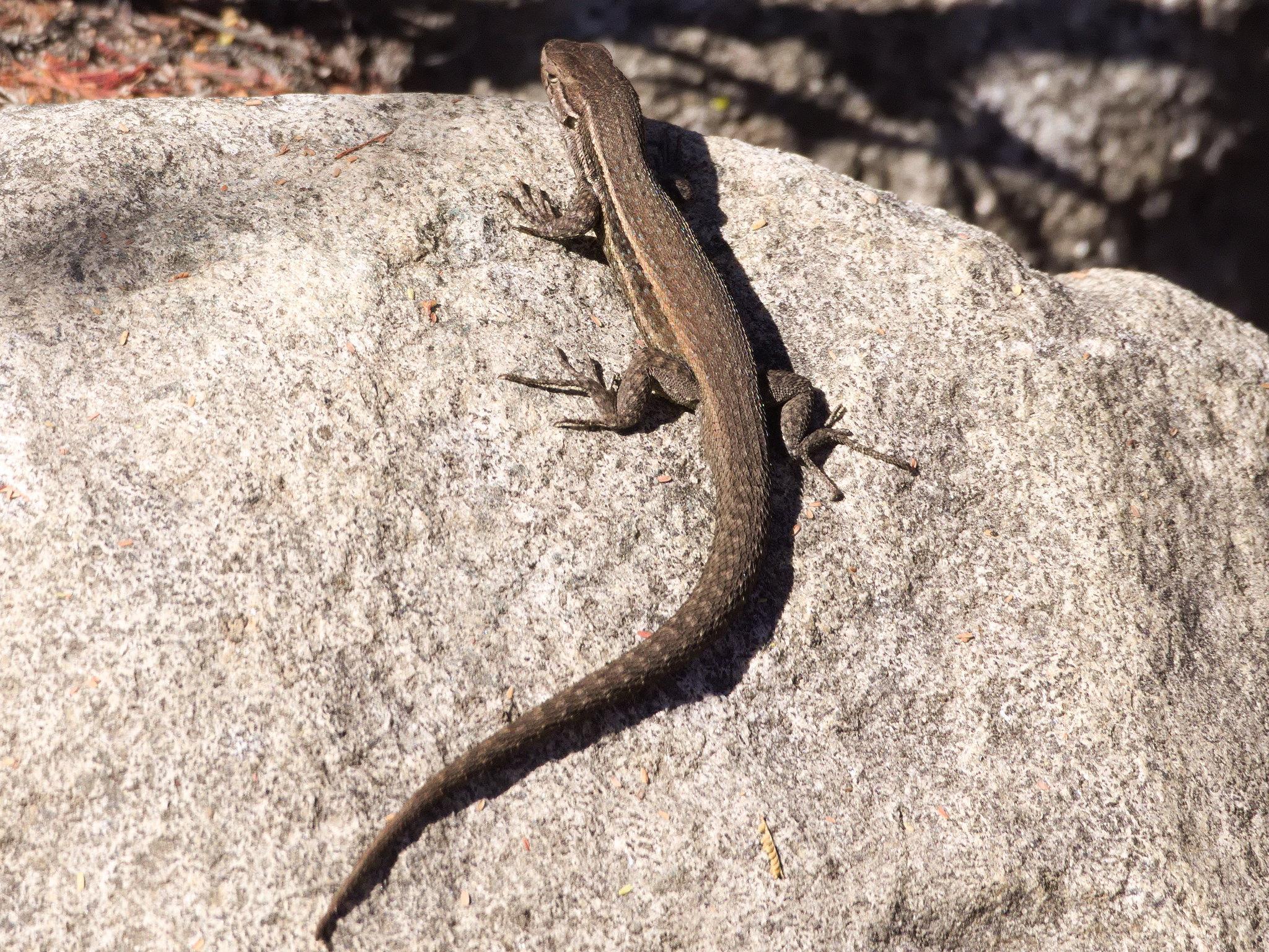 15 Types de lézards - Noms et PHOTOS