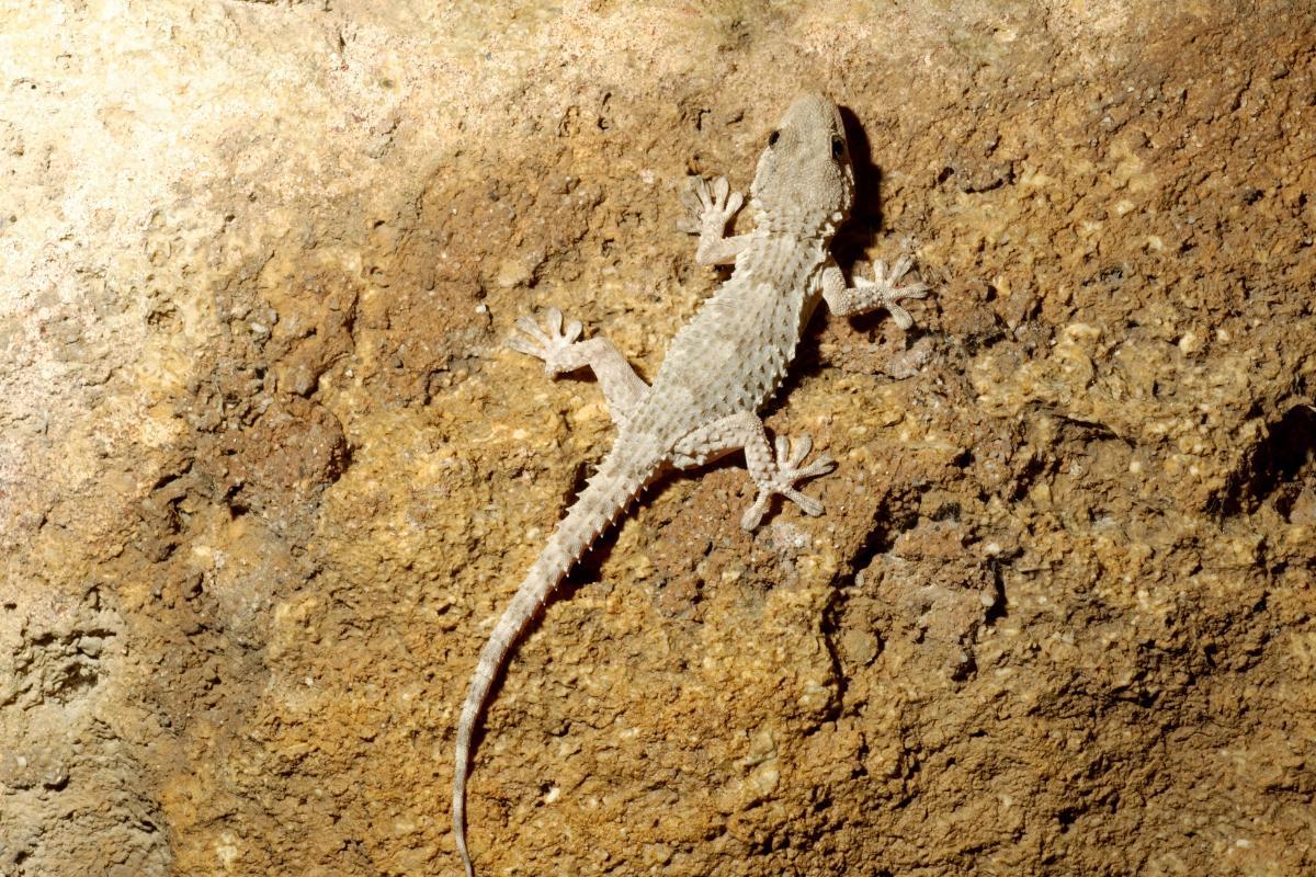 15 Types de lézards - Noms et PHOTOS