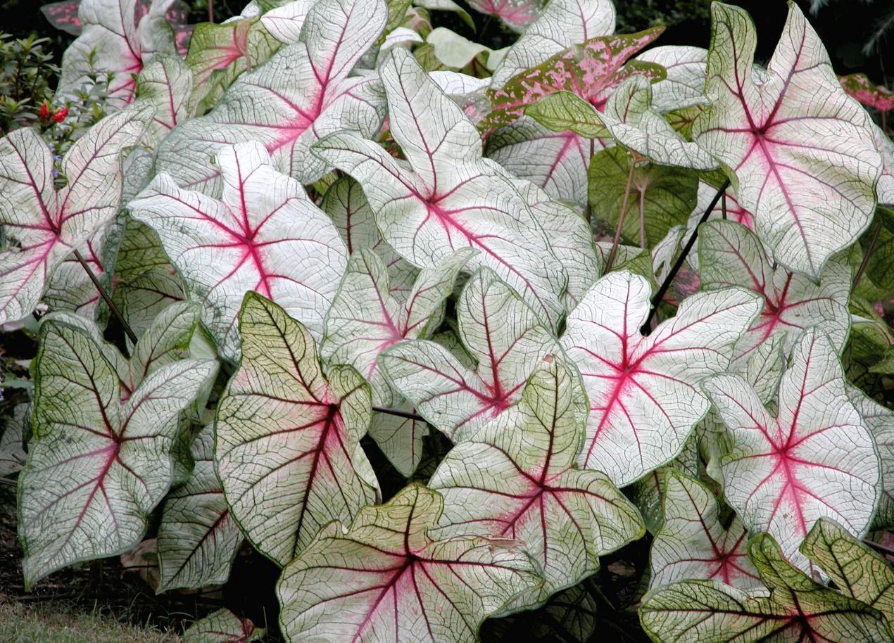Caladium : Entretien - Guide complet de jardinage