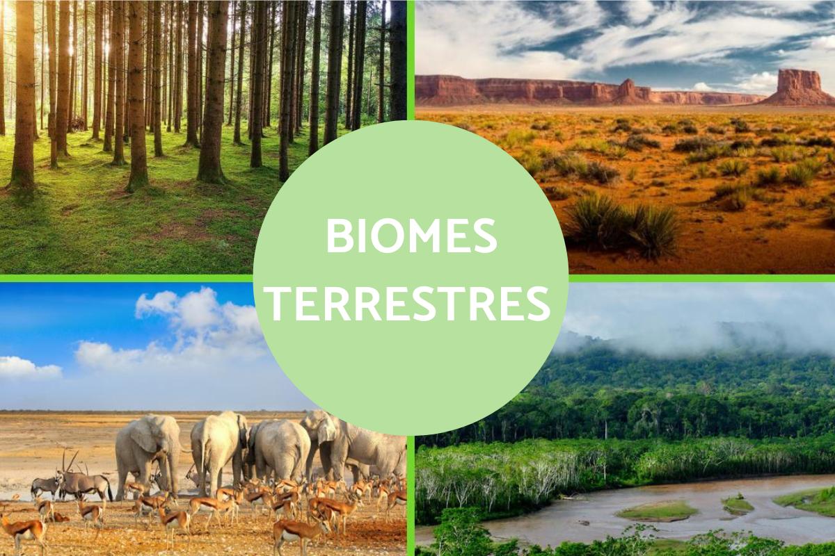 8 Biomes terrestres - Caractéristiques et photos