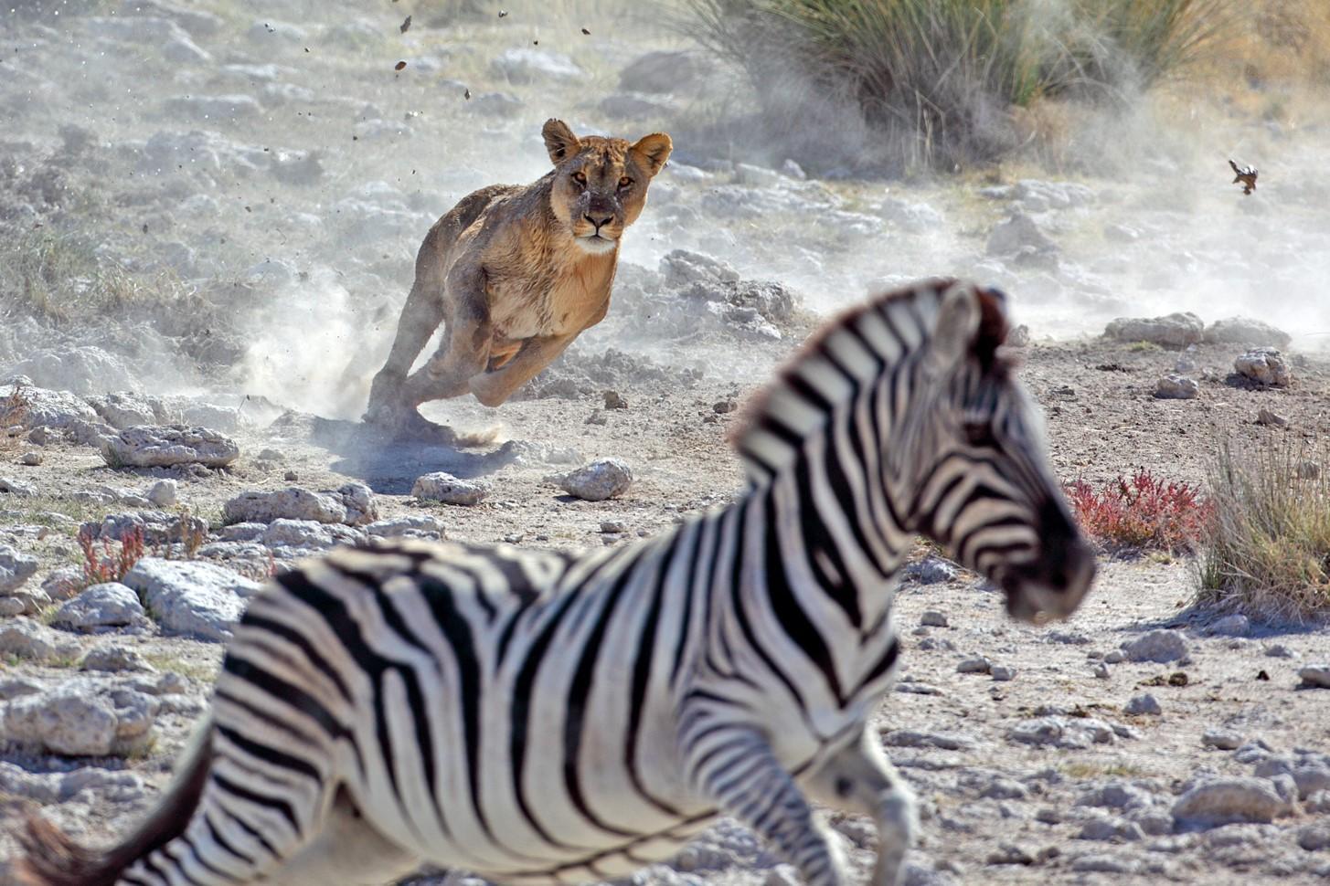 QU'EST-CE QUE L'INSTINCT ANIMAL ? DÉFINITION et EXEMPLE