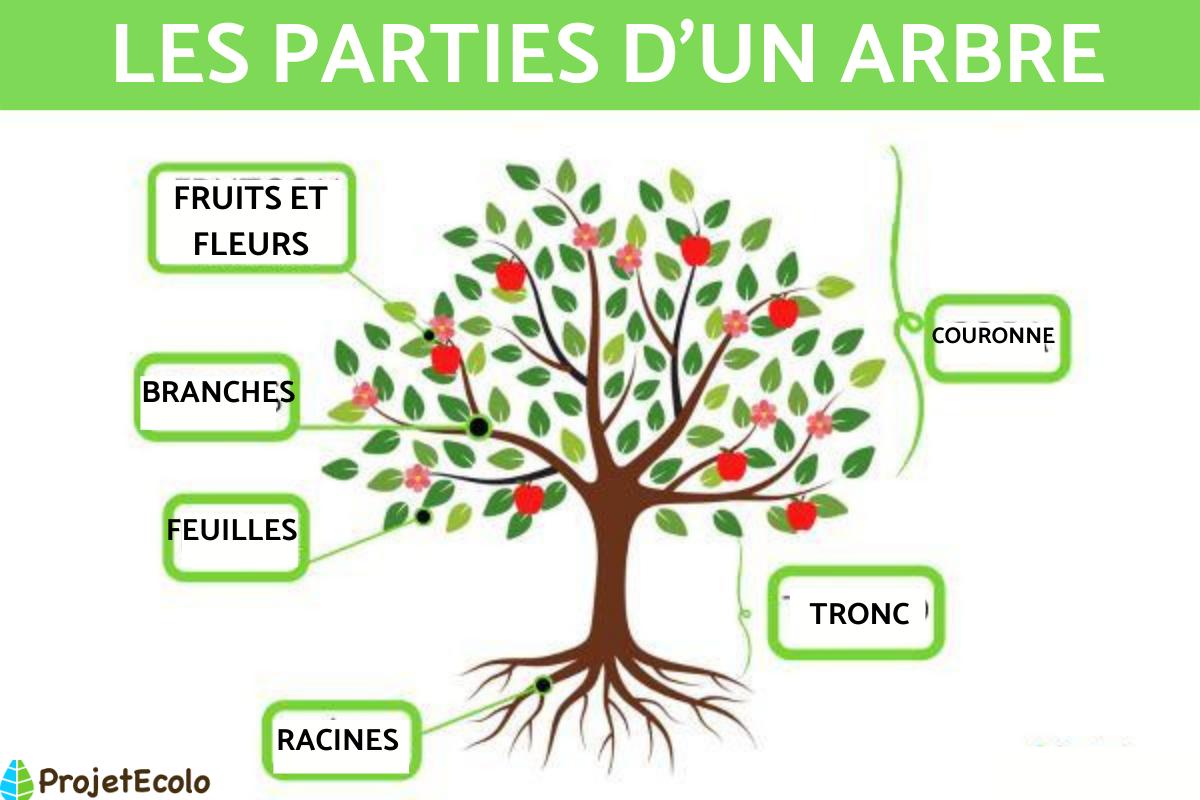 Les différents TYPES D'ARBRES, leurs NOMS et caractéristiques