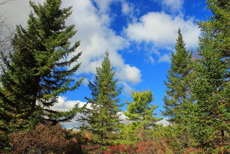 Les différents TYPES D'ARBRES, leurs NOMS et caractéristiques