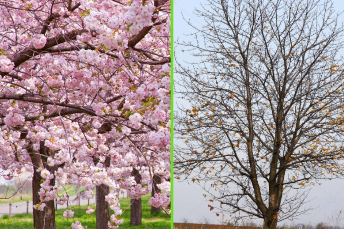 Les différents TYPES D'ARBRES, leurs NOMS et caractéristiques