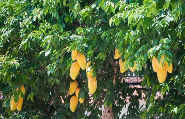 Les différents TYPES D'ARBRES, leurs NOMS et caractéristiques