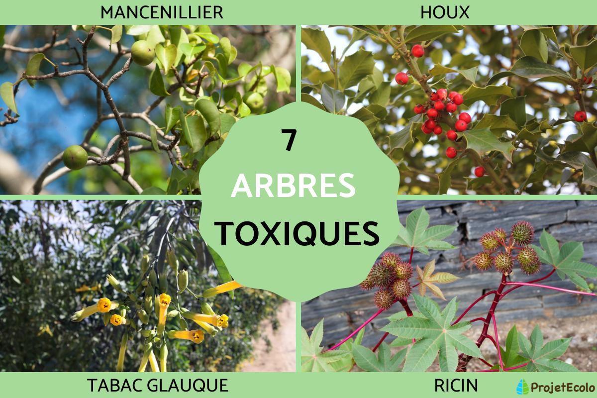 7 ARBRES TOXIQUES - Noms et PHOTOS