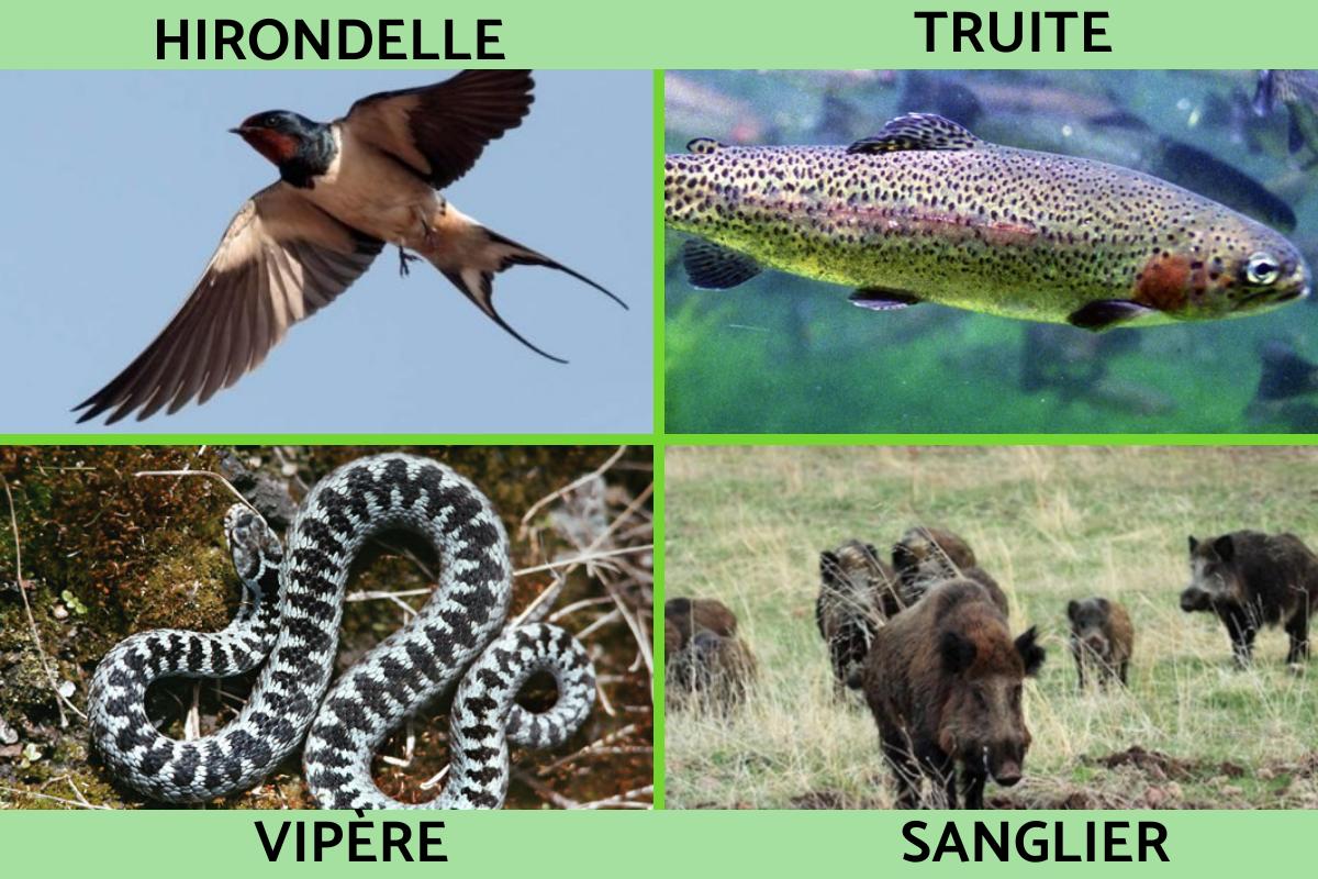 Climat Océanique : Définition, caractéristiques, flore et faune