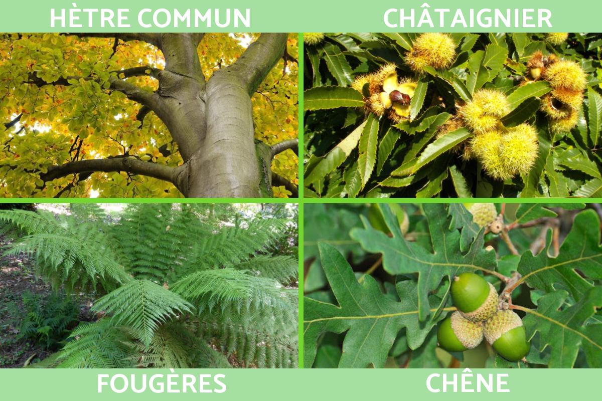Climat Océanique : Définition, caractéristiques, flore et faune