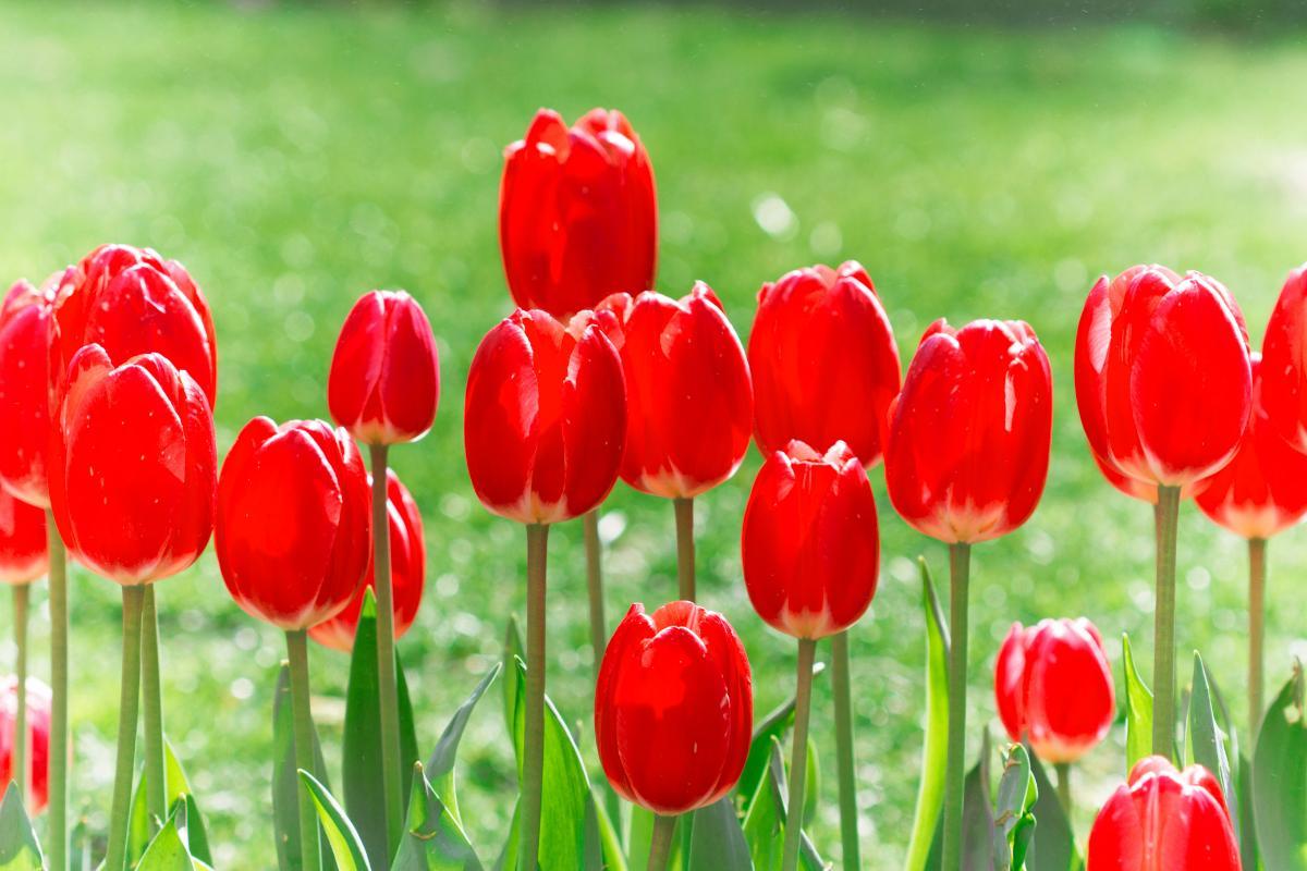 Signification des tulipes - Guide pratique des couleurs des fleurs tulipes
