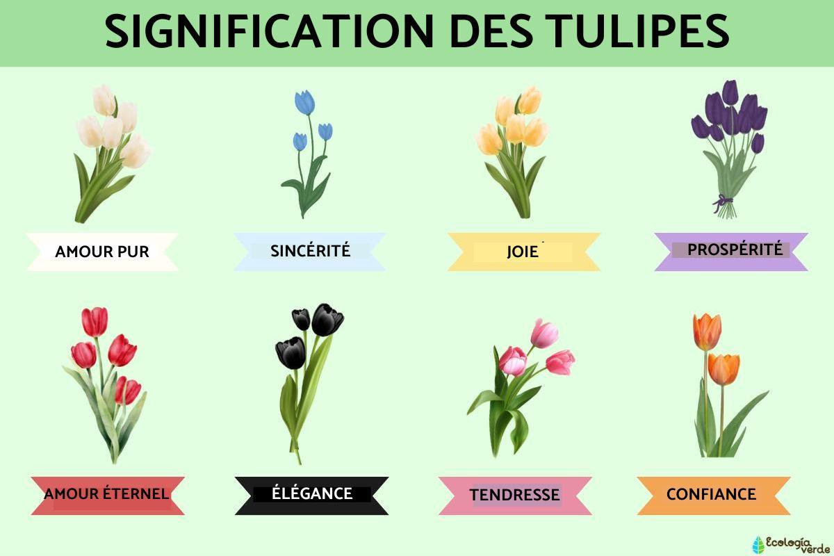 Signification des tulipes - Guide pratique des couleurs des fleurs tulipes