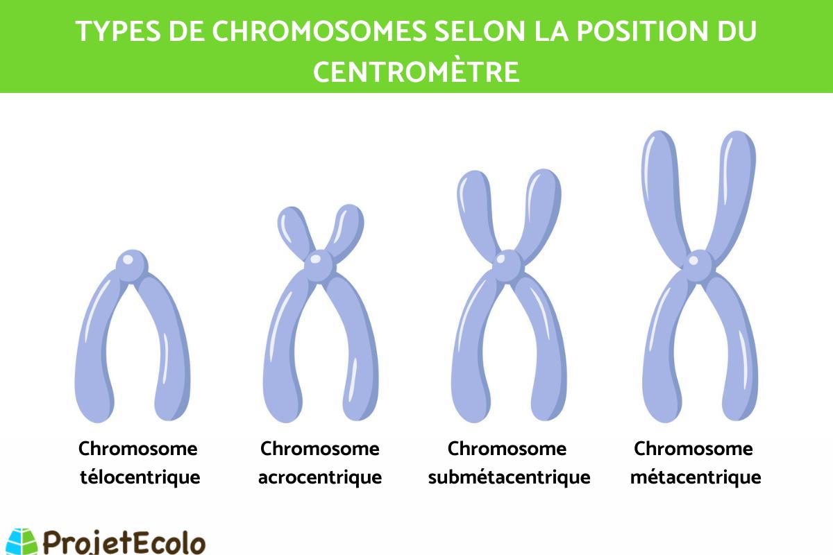 Qu'est-ce qu'un chromosome - Définition, types et schéma