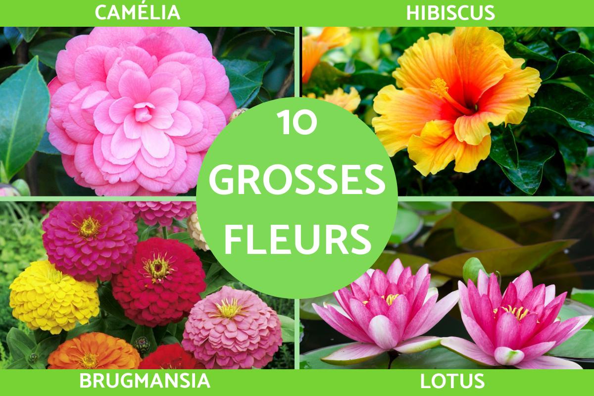 10 GROSSES FLEURS - Espèces et PHOTOS