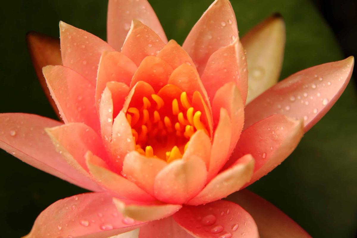 10 GROSSES FLEURS - Espèces et PHOTOS