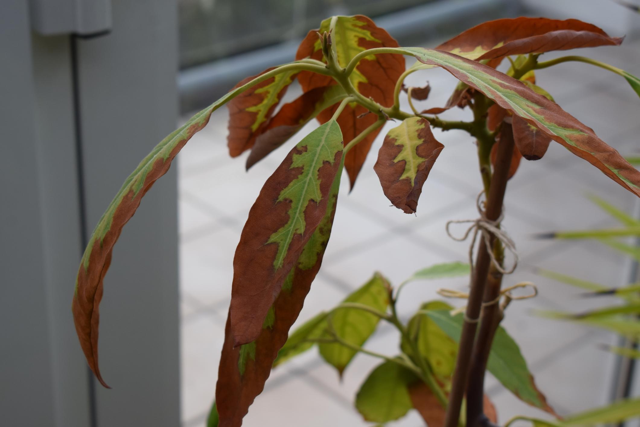 Avocatier avec des feuilles marrons : causes et traitement