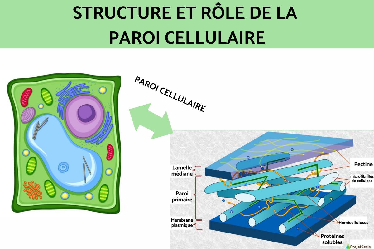 Paroi cellulaire : définition, fonction et structure