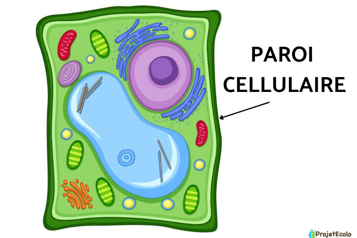Paroi cellulaire : définition, fonction et structure