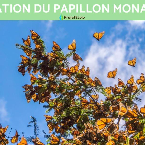 Hibernation Du Papillon Monarque