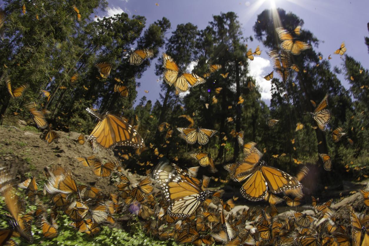 Migration du papillon monarque - Quand ? Comment ? Où