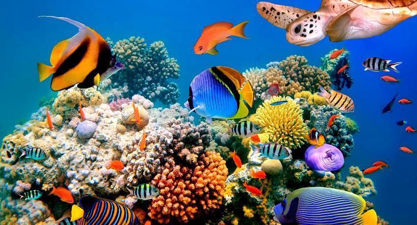 Biotope : Définition et exemples