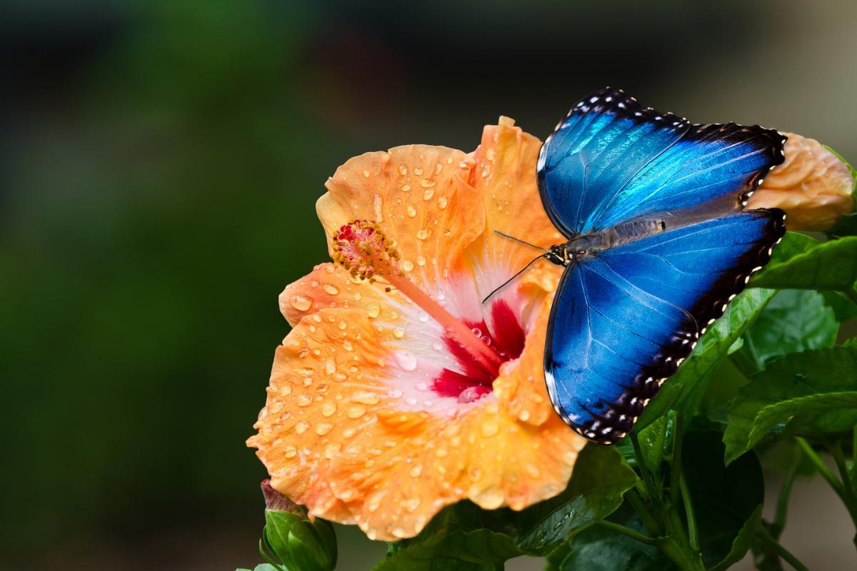 MORPHO, PAPILLON BLEU : CARACTÉRISTIQUES, HABITAT et ALIMENTATION