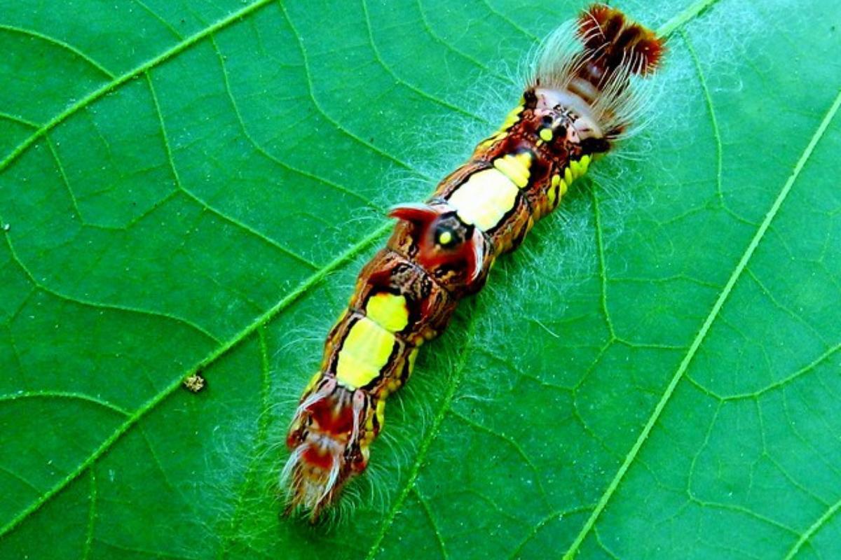 MORPHO, PAPILLON BLEU : CARACTÉRISTIQUES, HABITAT et ALIMENTATION