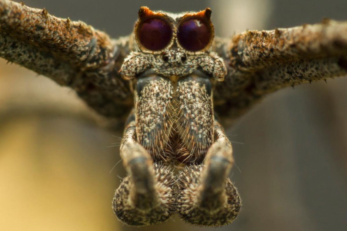 + 25 ANIMAUX aux GROS YEUX