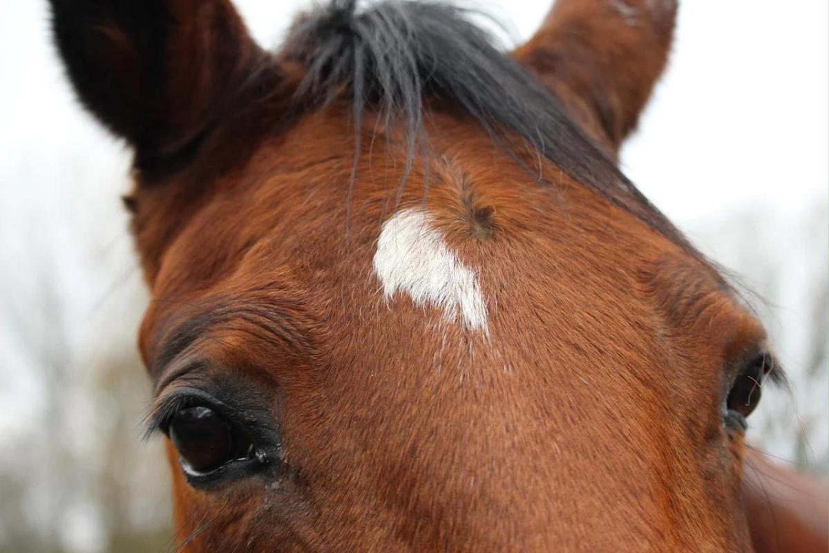 + 25 ANIMAUX aux GROS YEUX