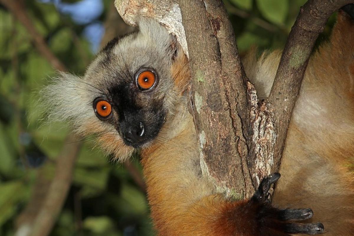 + 25 ANIMAUX aux GROS YEUX