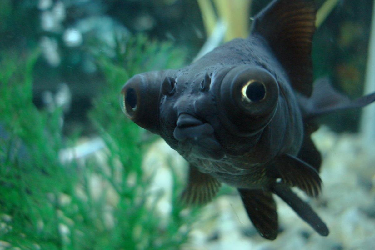 + 25 ANIMAUX aux GROS YEUX