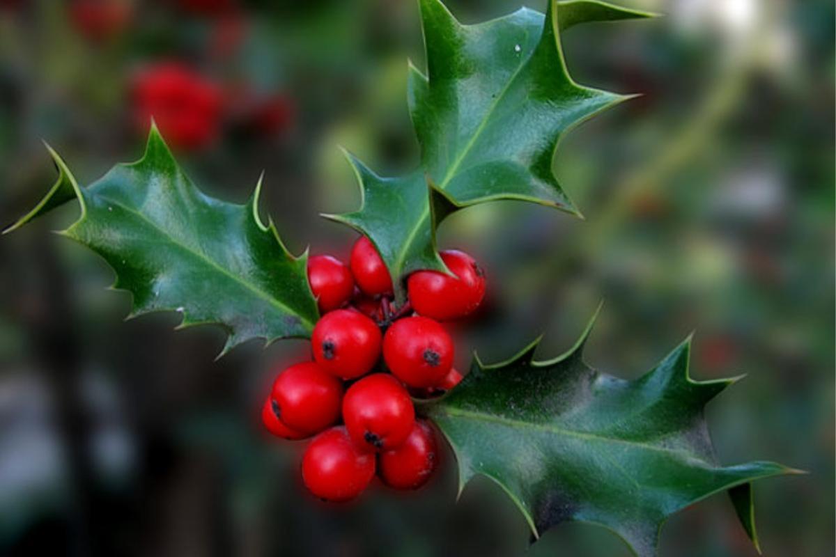 HOUX : ENTRETIEN et TAILLE