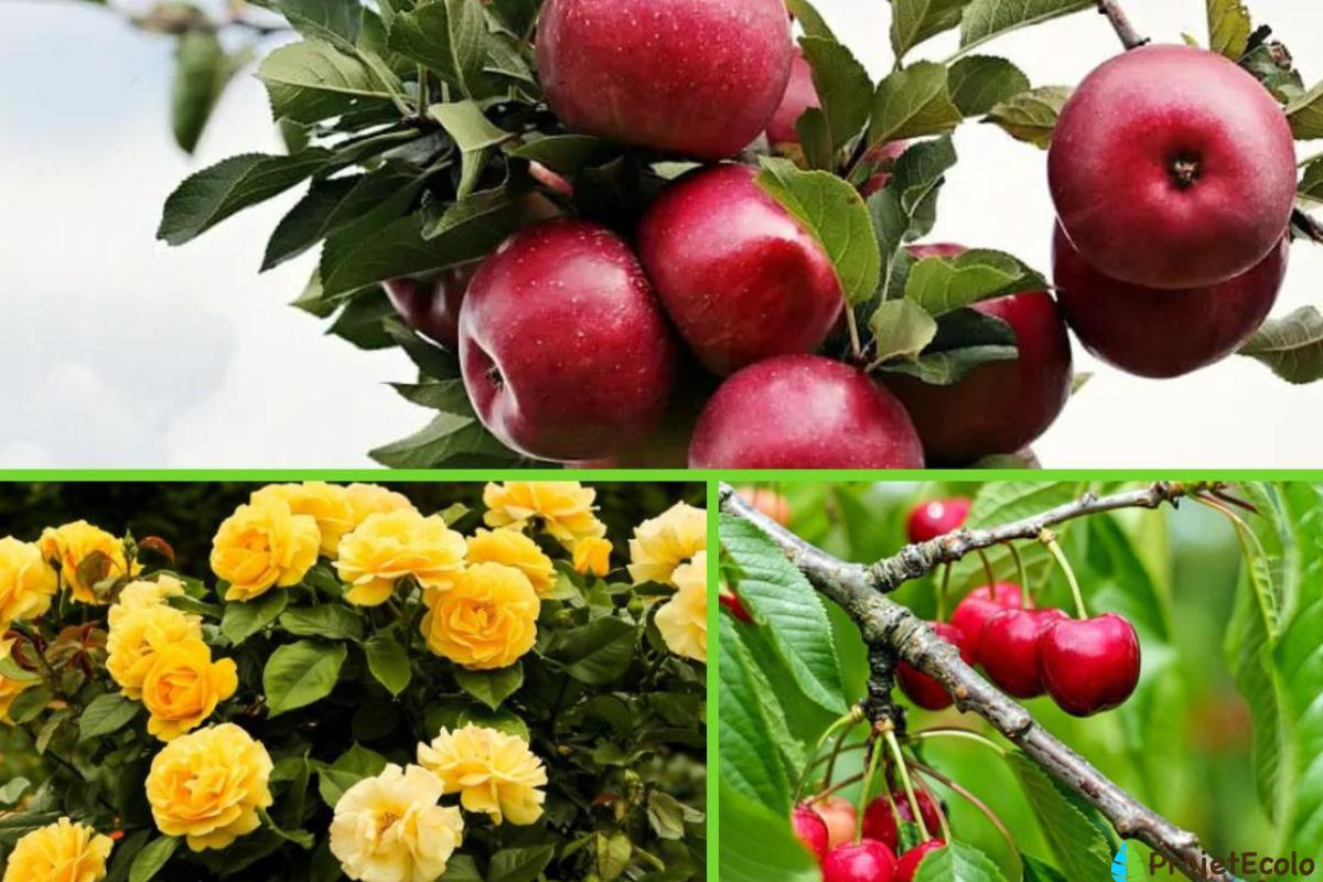 ROSACEAE : CARACTÉRISTIQUES et EXEMPLES