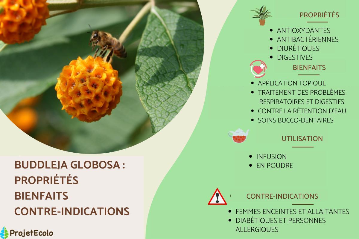 BLUDDLEJA GLOBULOSA ou ARBRE À PAPILLON: PROPRIÉTÉ et BIENFAITS
