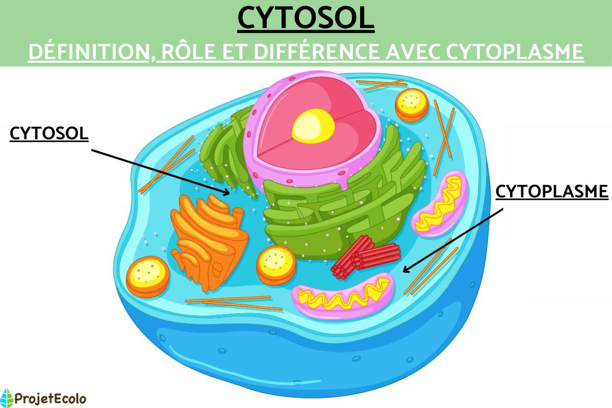 Cytosol : Définition, rôle et différence avec cytoplasme
