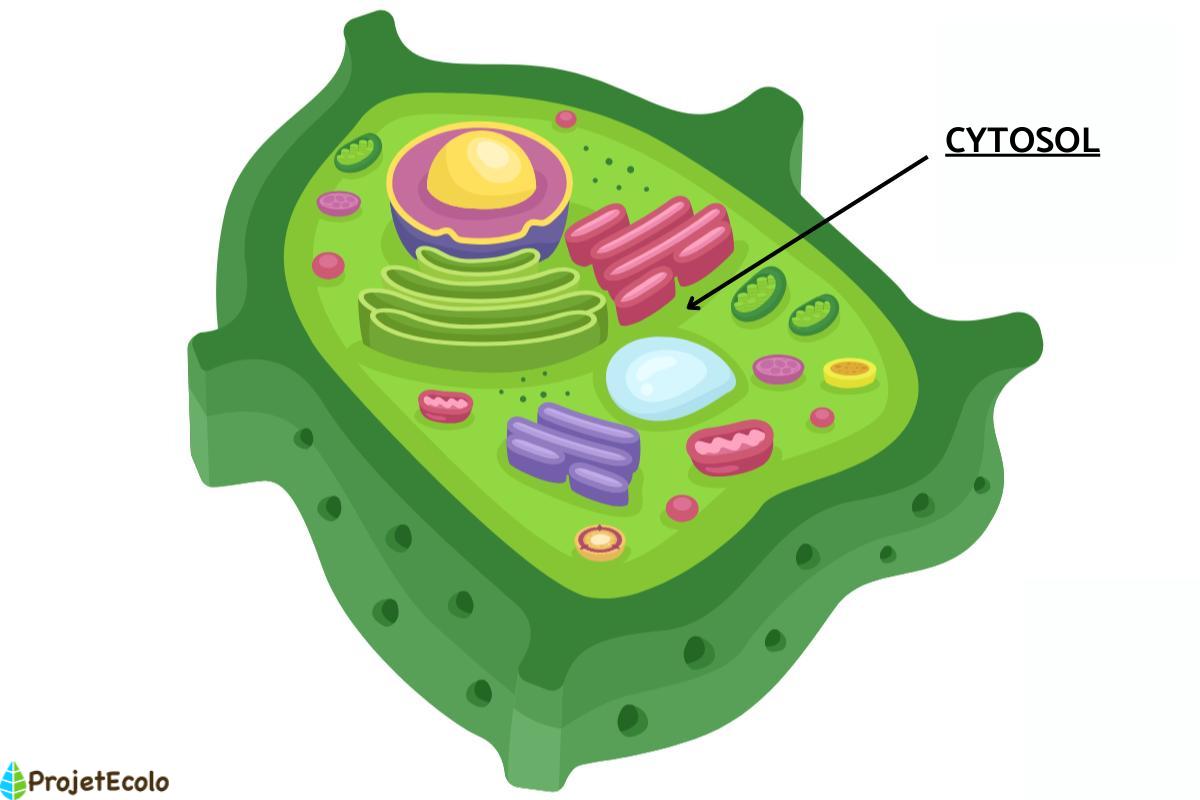 Cytosol : Définition, rôle et différence avec cytoplasme