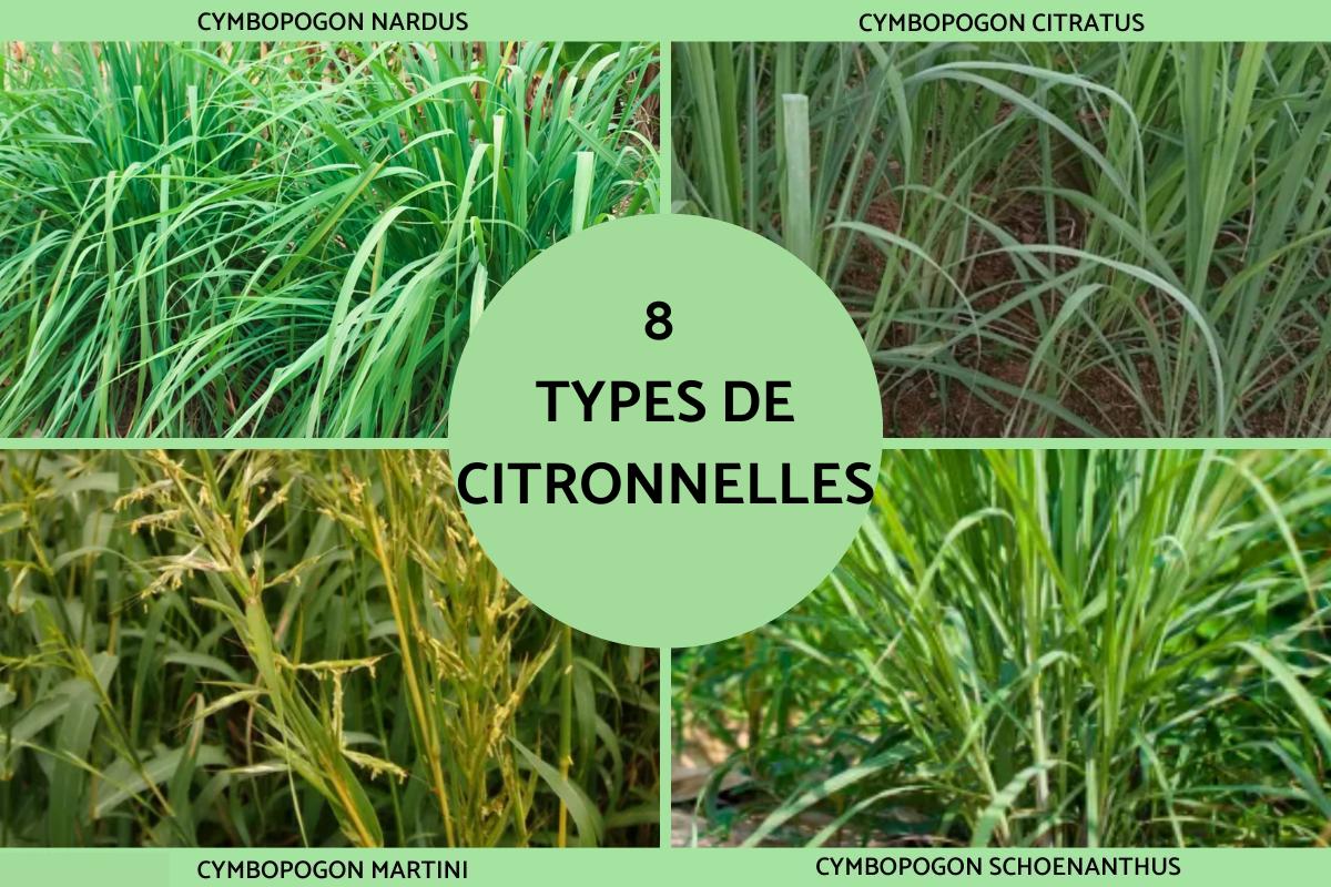 8 Types de citronnelles -Noms et PHOTOS