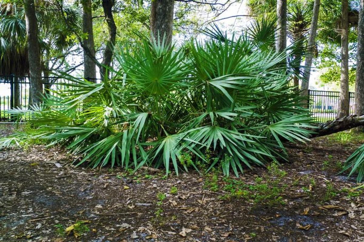 20 TYPES de PALMIERS - Noms, caractéristiques et photos