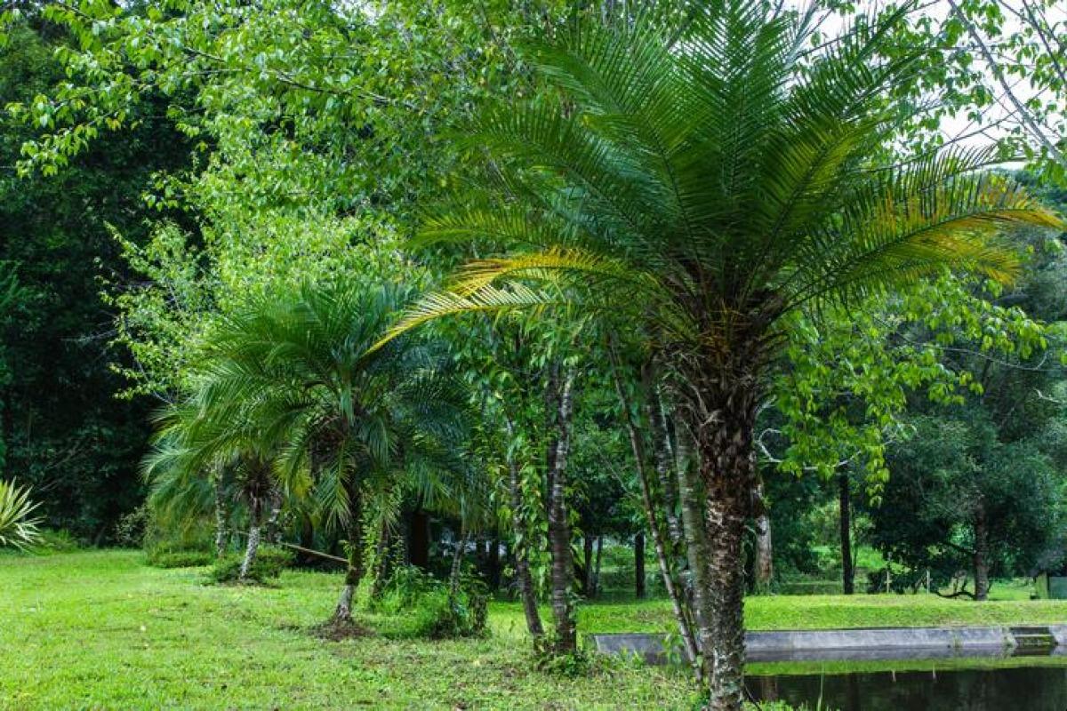 20 TYPES de PALMIERS - Noms, caractéristiques et photos